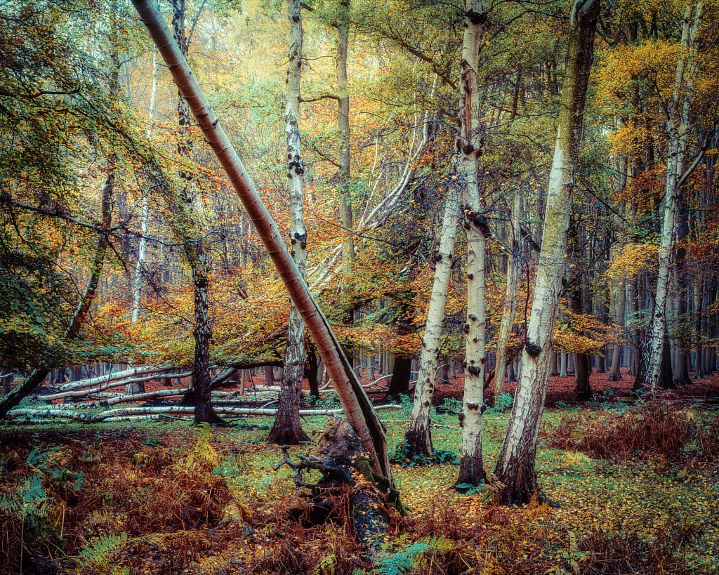 Reflections On 2018: Using Nature's Chaos To Improve My Mental Wellbeing » Tim Smalley Photography