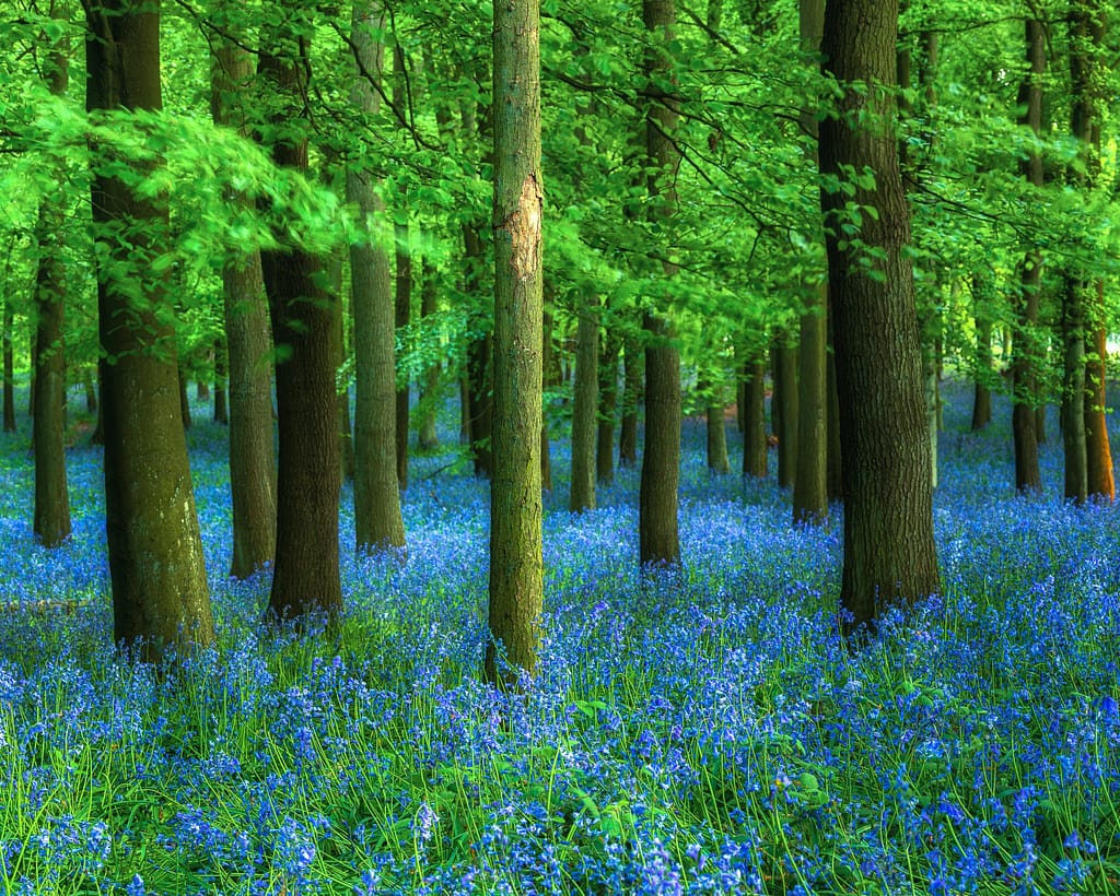 How to Find the Best Local Woods for Landscape Photography » Tim ...