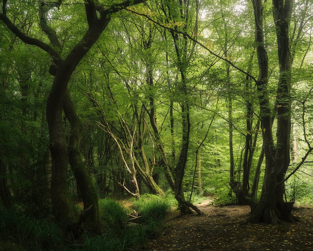 What is Ancient Woodland and Why is it Important? » Tim Smalley Photography