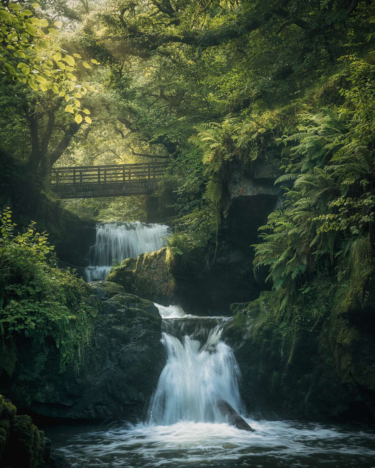 Temperate Rainforest Photo Gallery » Tim Smalley Photography