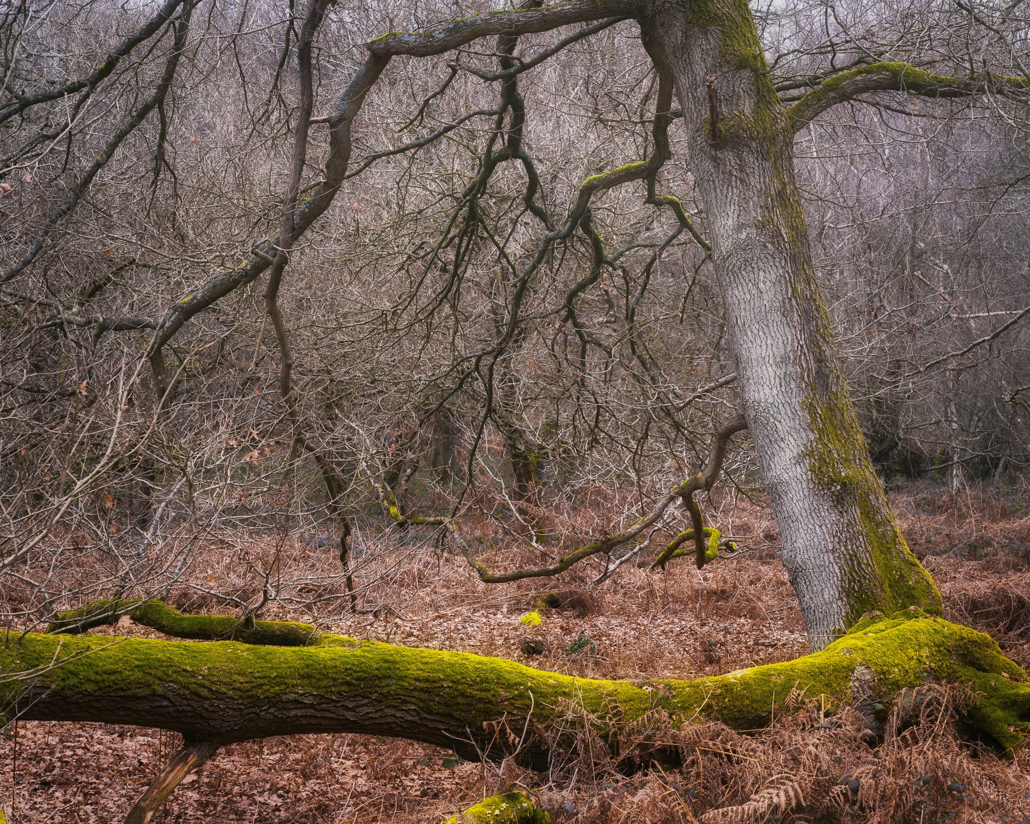 Ashridge Estate, Hertfordshire » Tim Smalley Photography