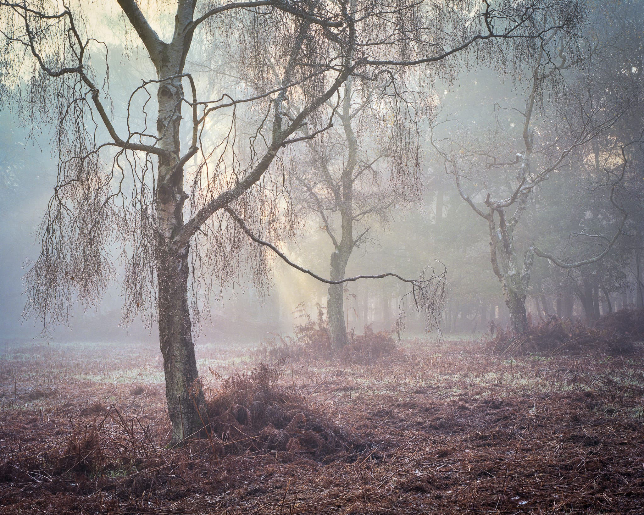 Ashridge Estate, Hertfordshire » Tim Smalley Photography