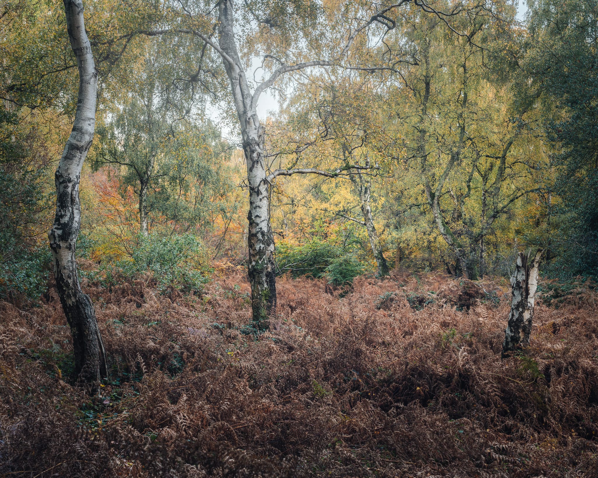 Ashridge Estate, Hertfordshire » Tim Smalley Photography